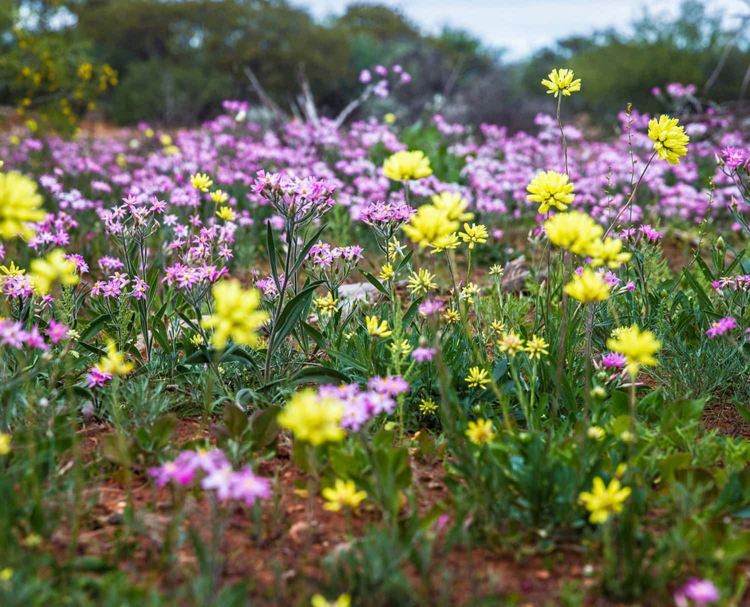 Discover Western Australia Wildflowers with WA NT TOURS