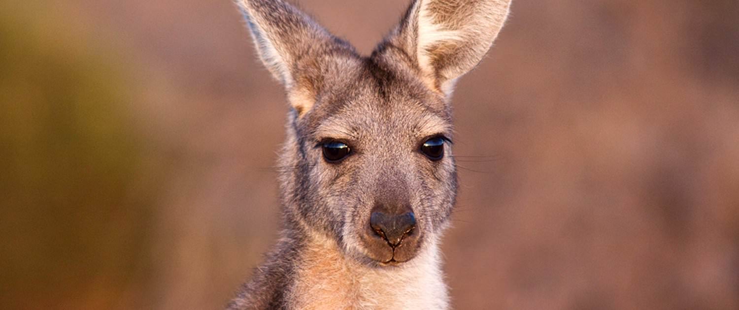 Mt Augustus Tours: 11-Day Outback Coast Adventure - WA NT TOURS