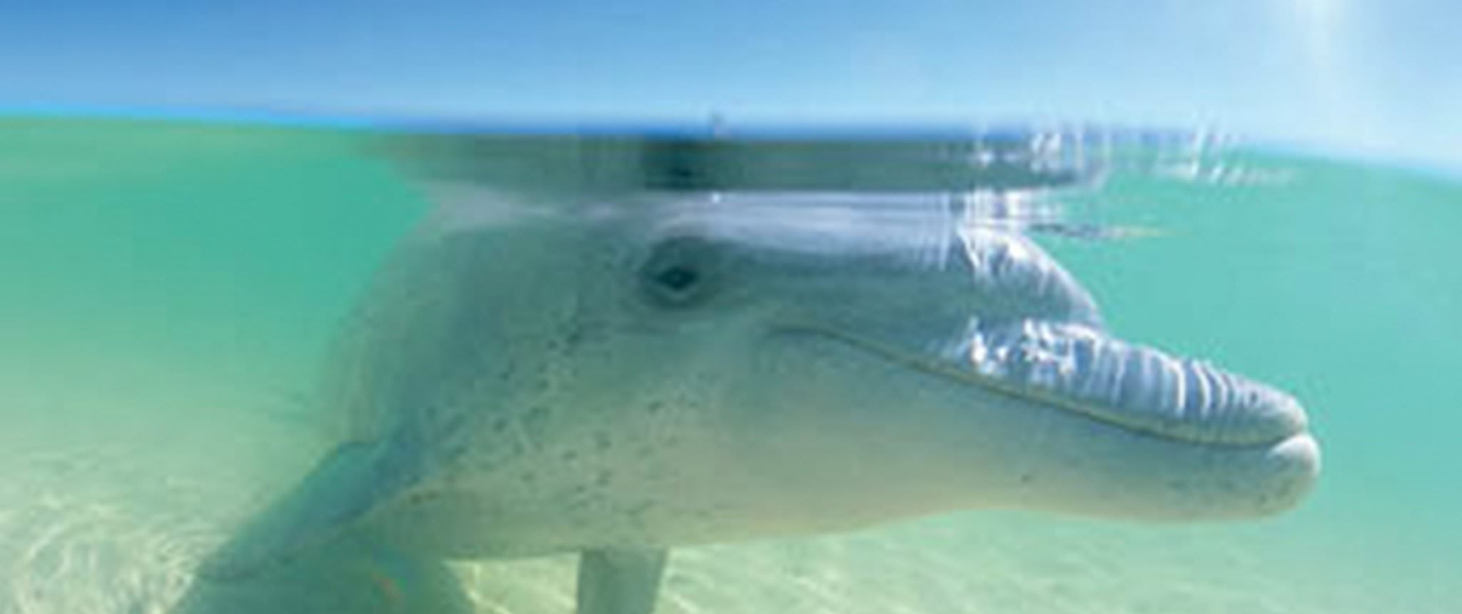 Outback Coast 4 Day Tour - WA NT TOURS