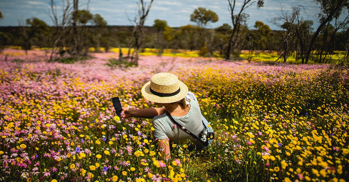 6-Day Wildflowers Tour from Perth to Monkey Mia