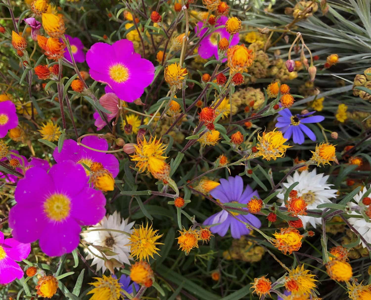 Discover Western Australia Wildflowers with WA NT TOURS