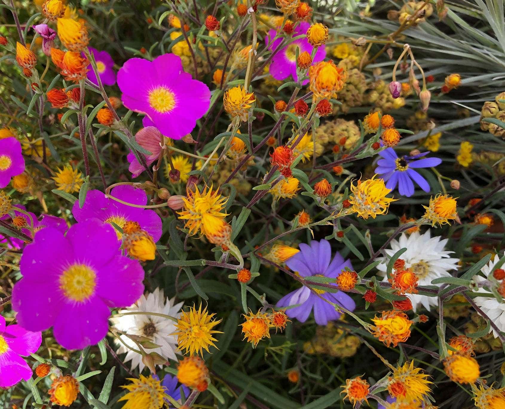 10-Day Wildflower Tour from Perth to Broome
