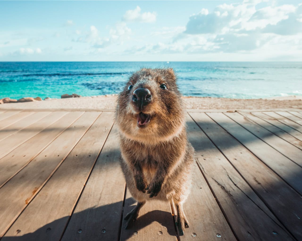 Fremantle Cruise Tour: Perth & Rottnest Island Day Trip